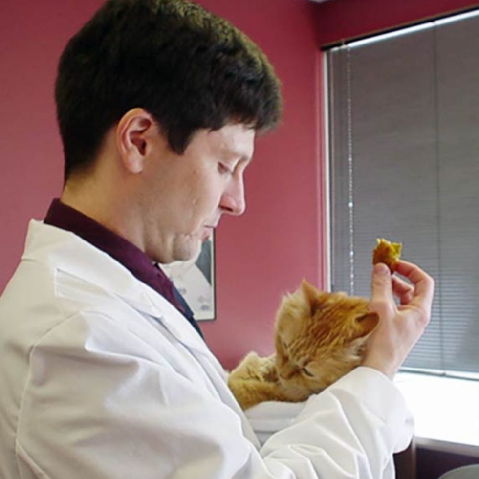 Best Cat Vet In Iowa City, IA | Cat Clinic Of Iowa City