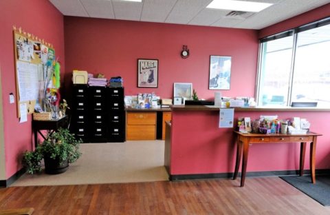 Best Cat Vet In Iowa City, IA | Cat Clinic Of Iowa City