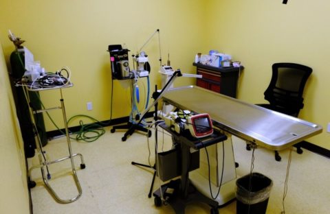 Best Cat Vet In Iowa City, IA | Cat Clinic Of Iowa City