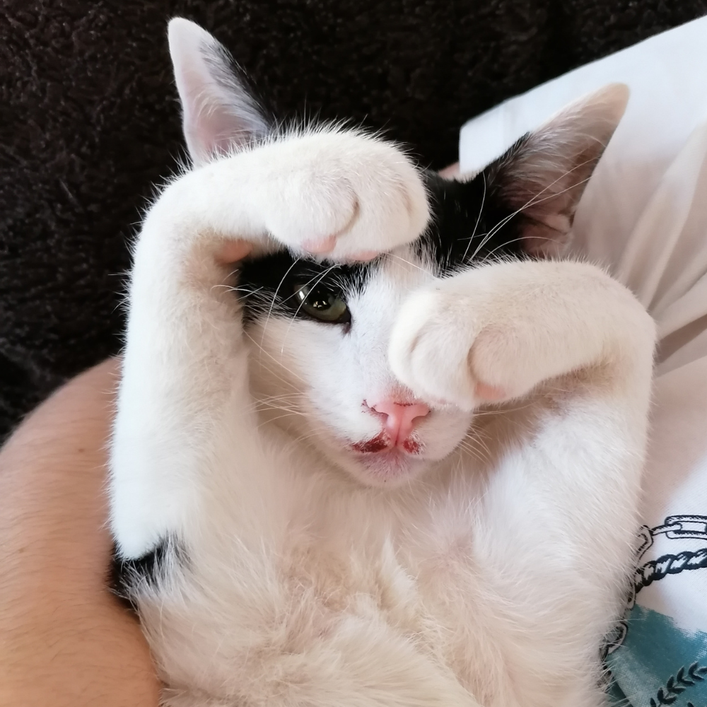 Undesirable Elimination In Cats | Vet In Iowa City, IA 52240