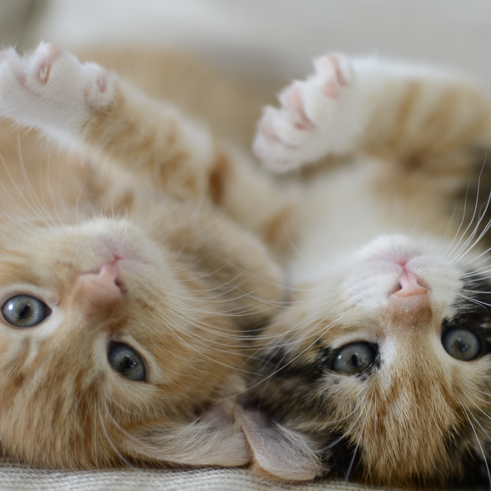 New Kitten Care | Vet In Iowa City, IA 52240