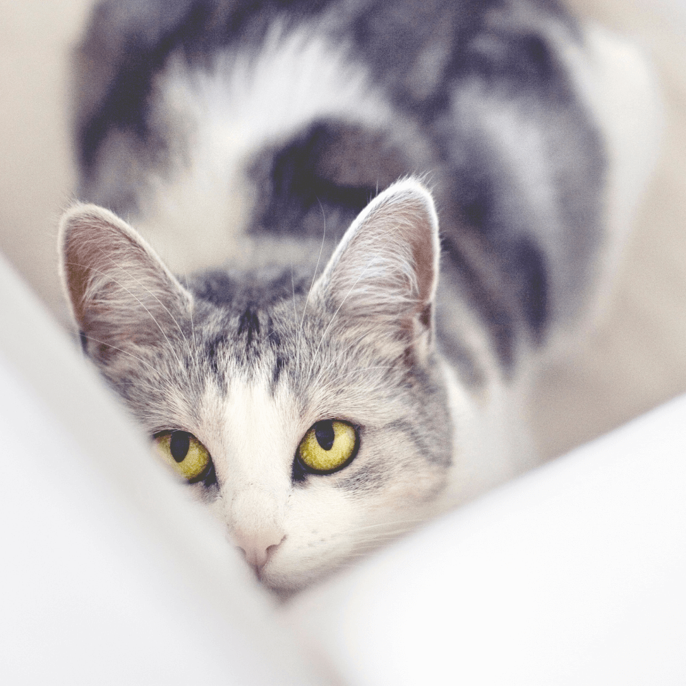 Helpful Links | Vet In Iowa City, IA 52240