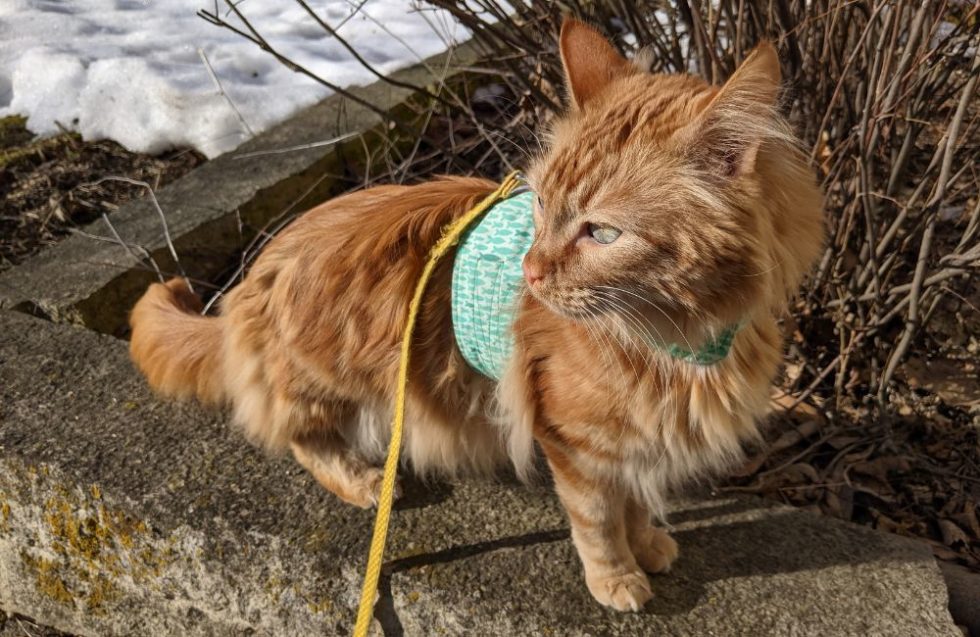 Best Cat Vet In Iowa City, IA | Cat Clinic Of Iowa City